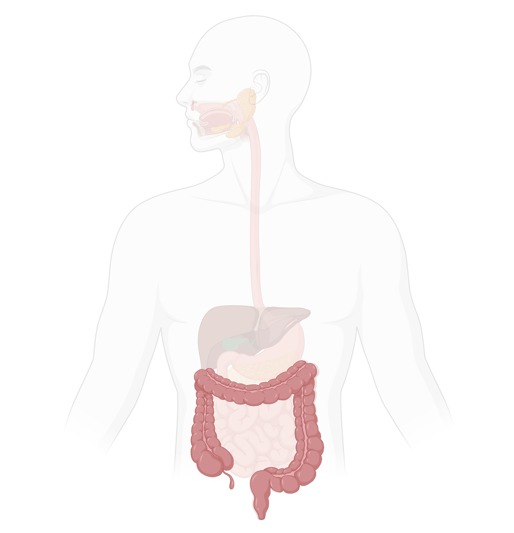 Fordøyelsen - Biologi 1 - NDLA