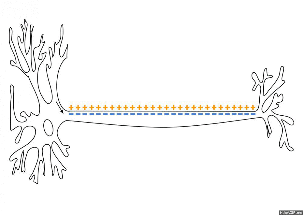Sammendrag – nervesystemet - Biologi 1 - NDLA