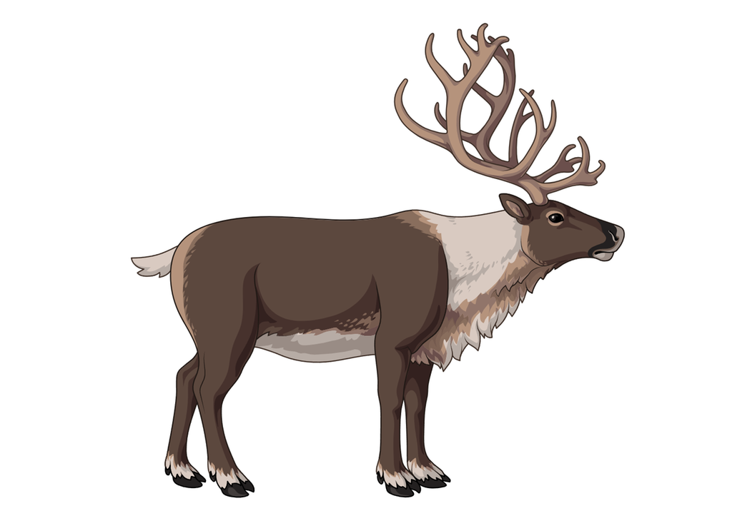 Oversikt over formering hos dyr - Biologi 1 - NDLA