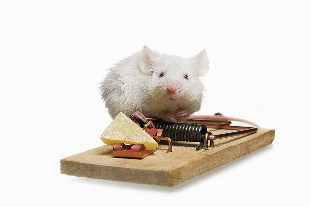 Avvik - Råvare, produksjon og kvalitet (RM-RMF vg1) - NDLA