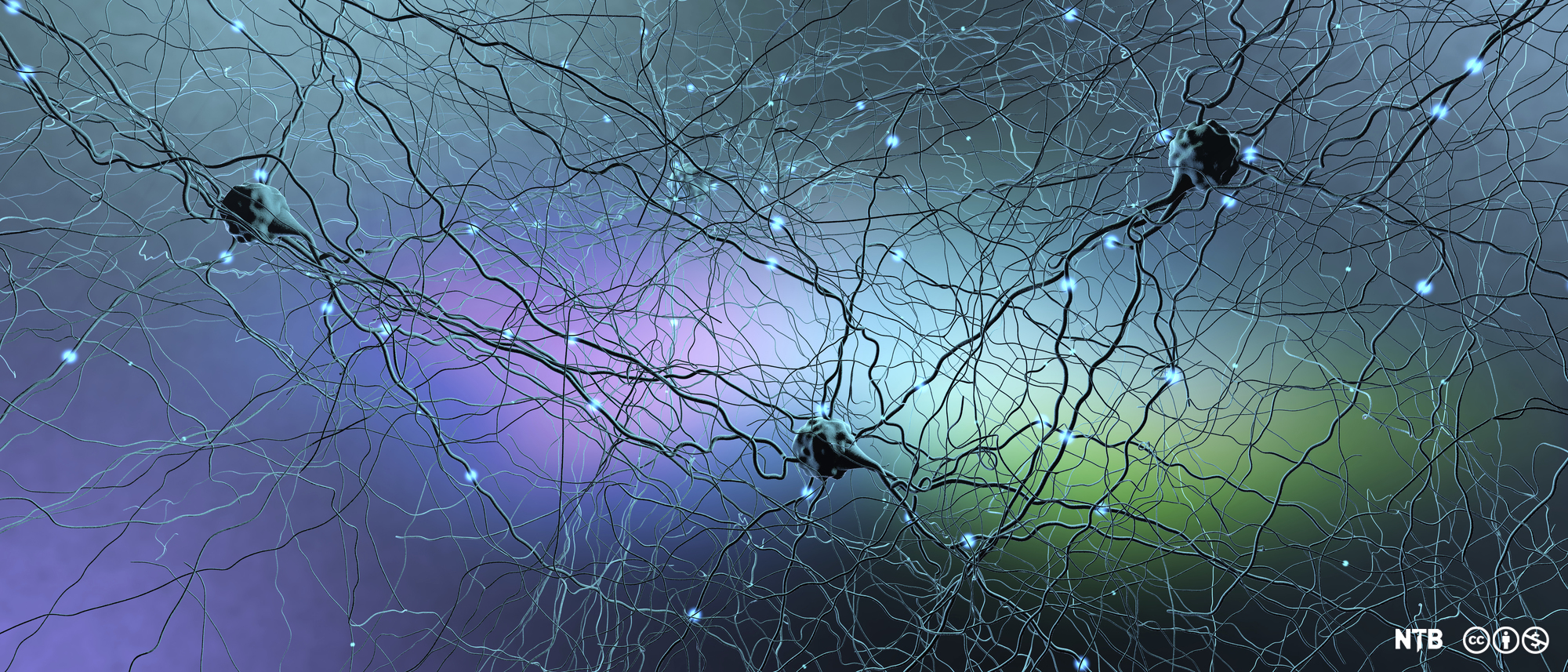 Oppsummeringsoppgaver – nervesystemet - Biologi 1 - NDLA