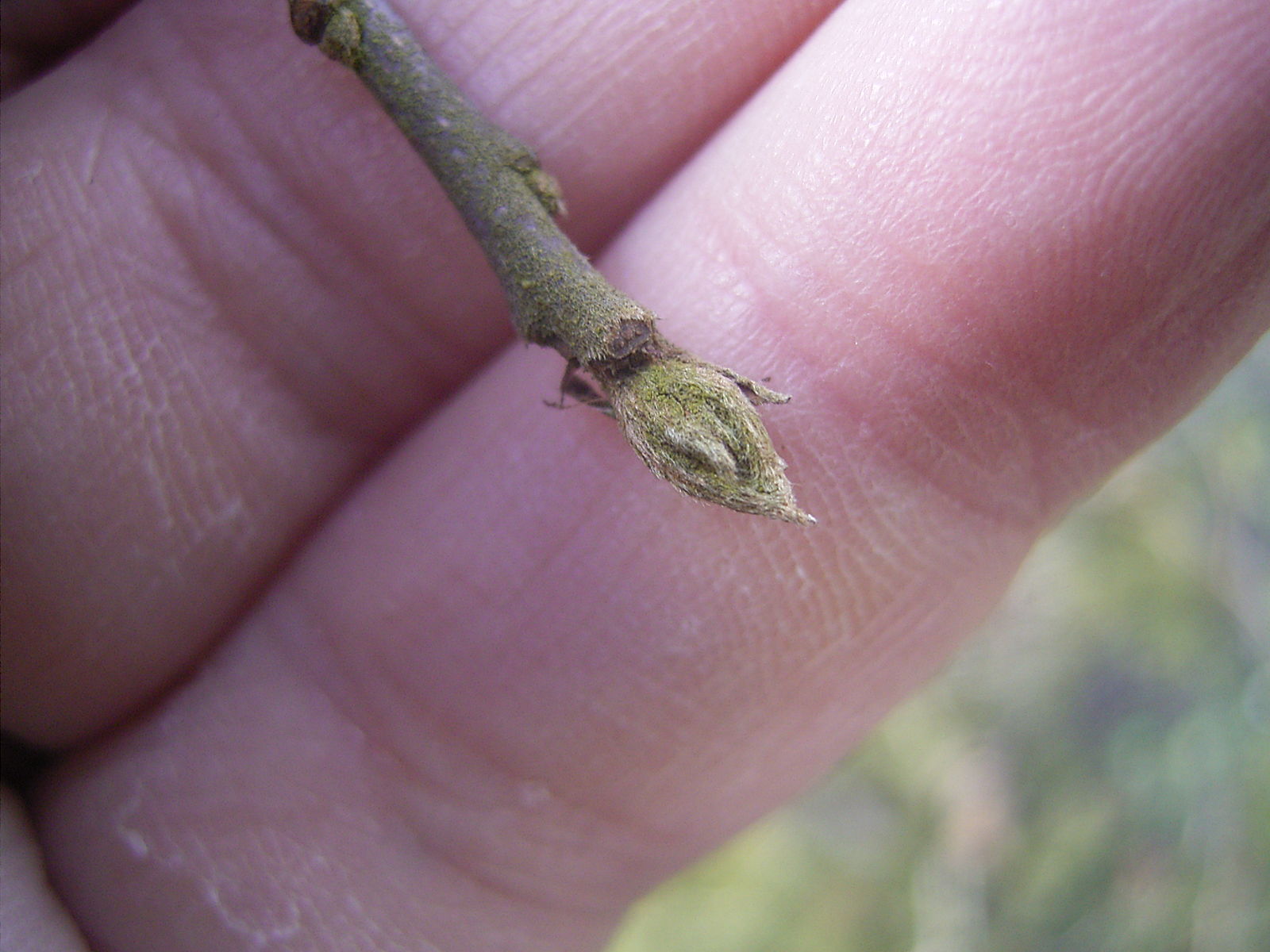 Busker og trær om vinteren - Biologi 1 - NDLA