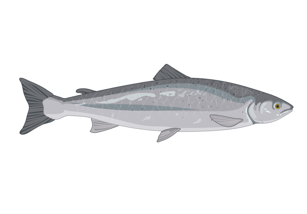 Oversikt over formering hos dyr - Biologi 1 - NDLA
