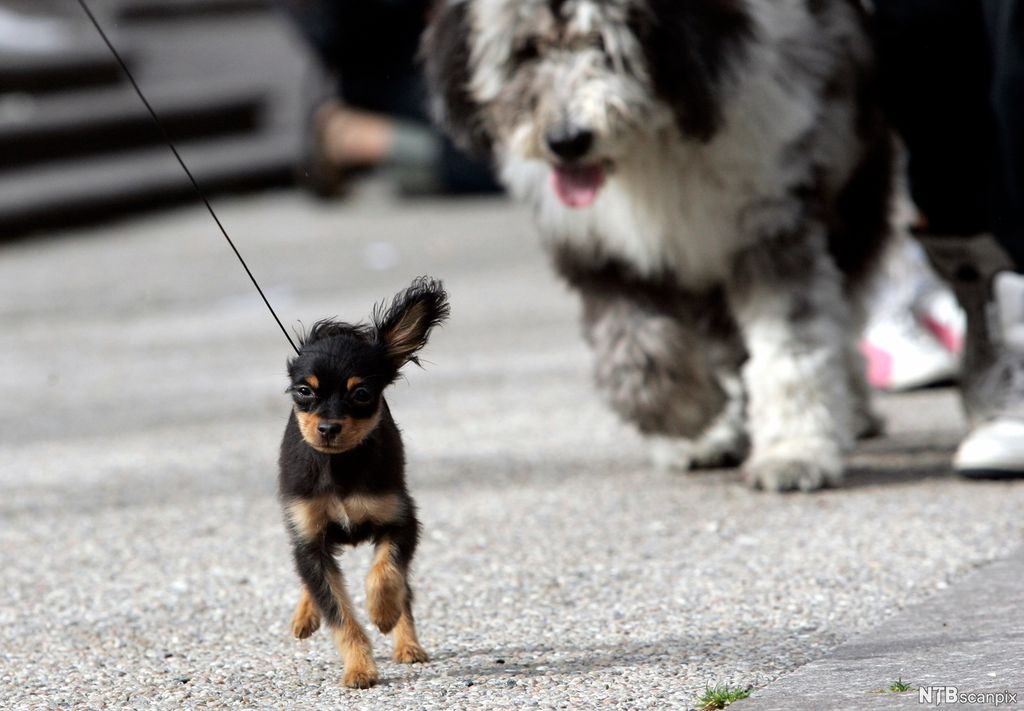 Adjektiv og adverb - Norsk (YF) - NDLA
