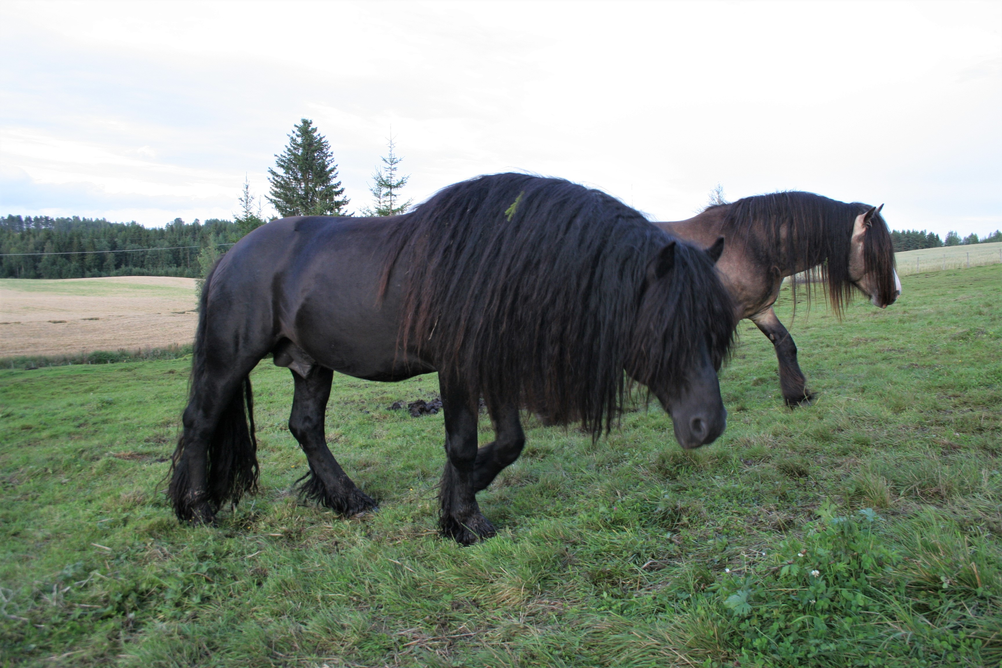 Øving: tilvenning til beite - Naturbasert produksjon og tjenesteyting ...