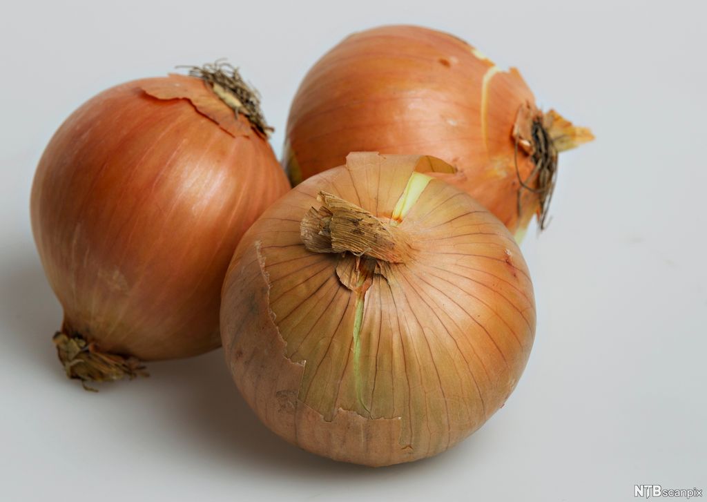 Undersøk rim og rytme - Norsk kort botid (SF vg1) - NDLA