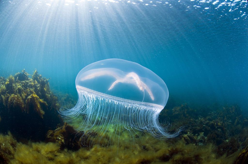 Nervesystem hos flercellede dyr - Biologi 1 - NDLA