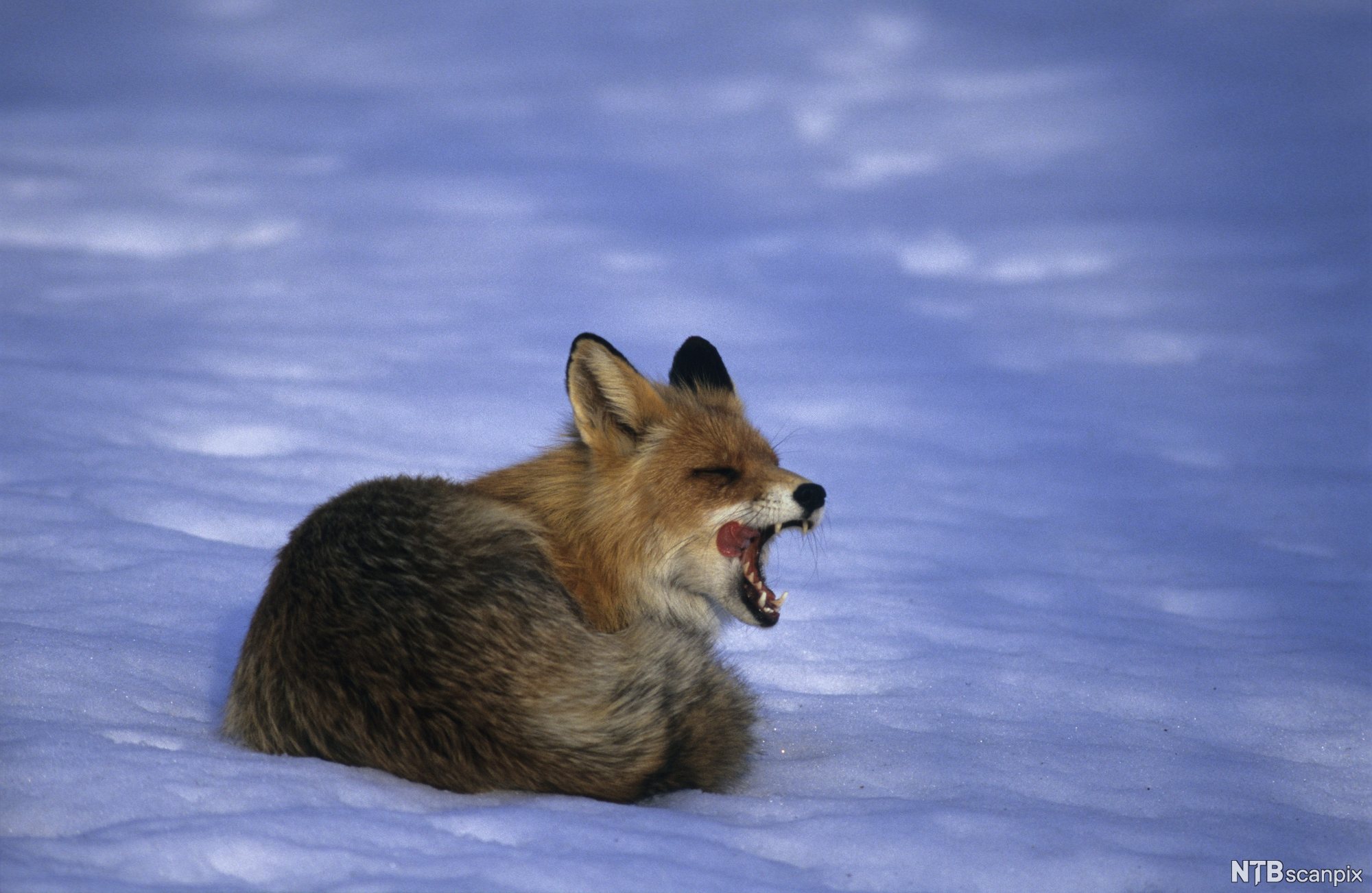 Lyd- og videoarkiv – ville dyr - Biologi 1 - NDLA