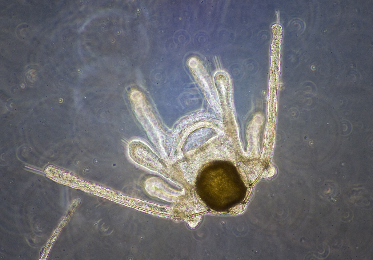 Feltarbeid: Plankton - Biologi 1 - NDLA