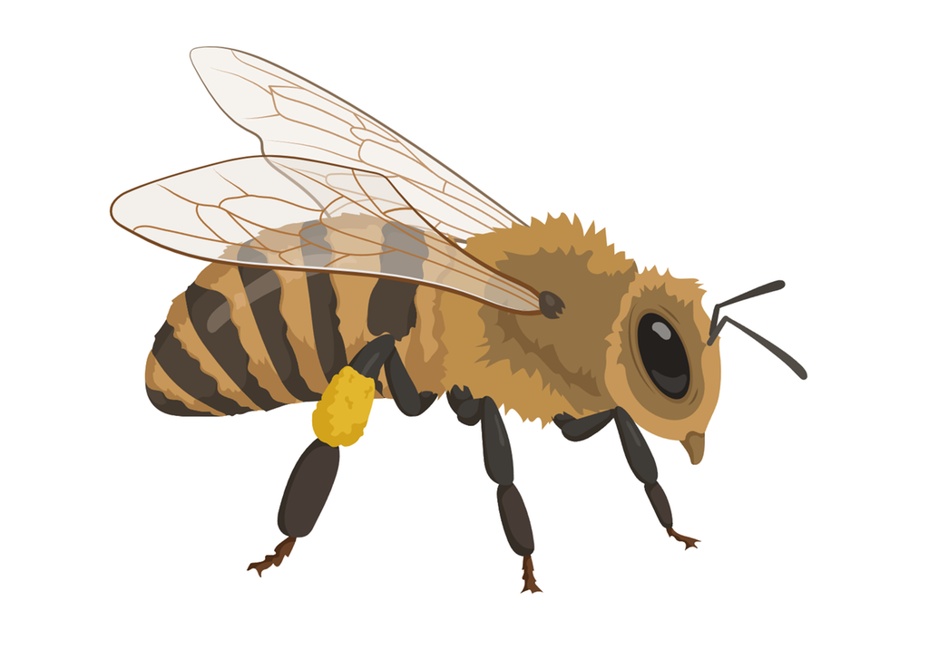 Oversikt over formering hos dyr - Biologi 1 - NDLA