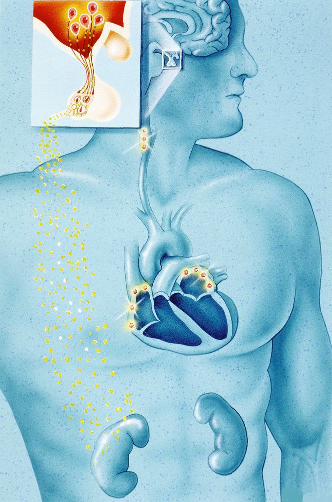 Urin – regulering, urinering og diagnostisering - Helsefremmende arbeid ...