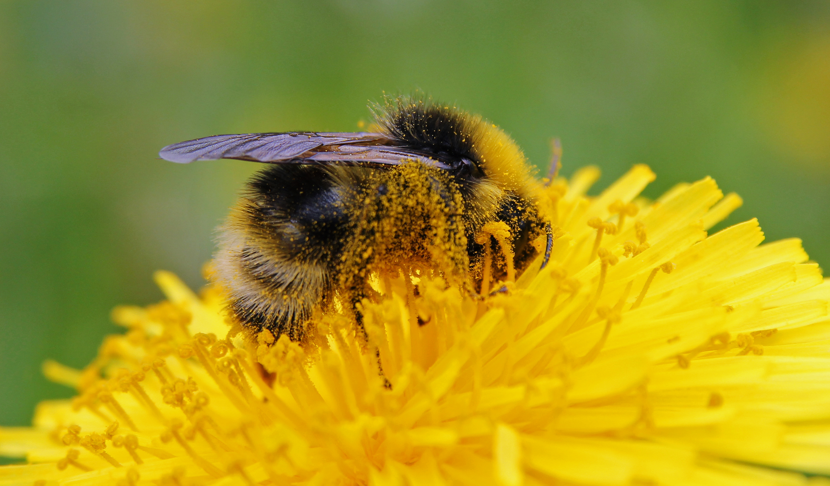 Flaggermus Pollinering