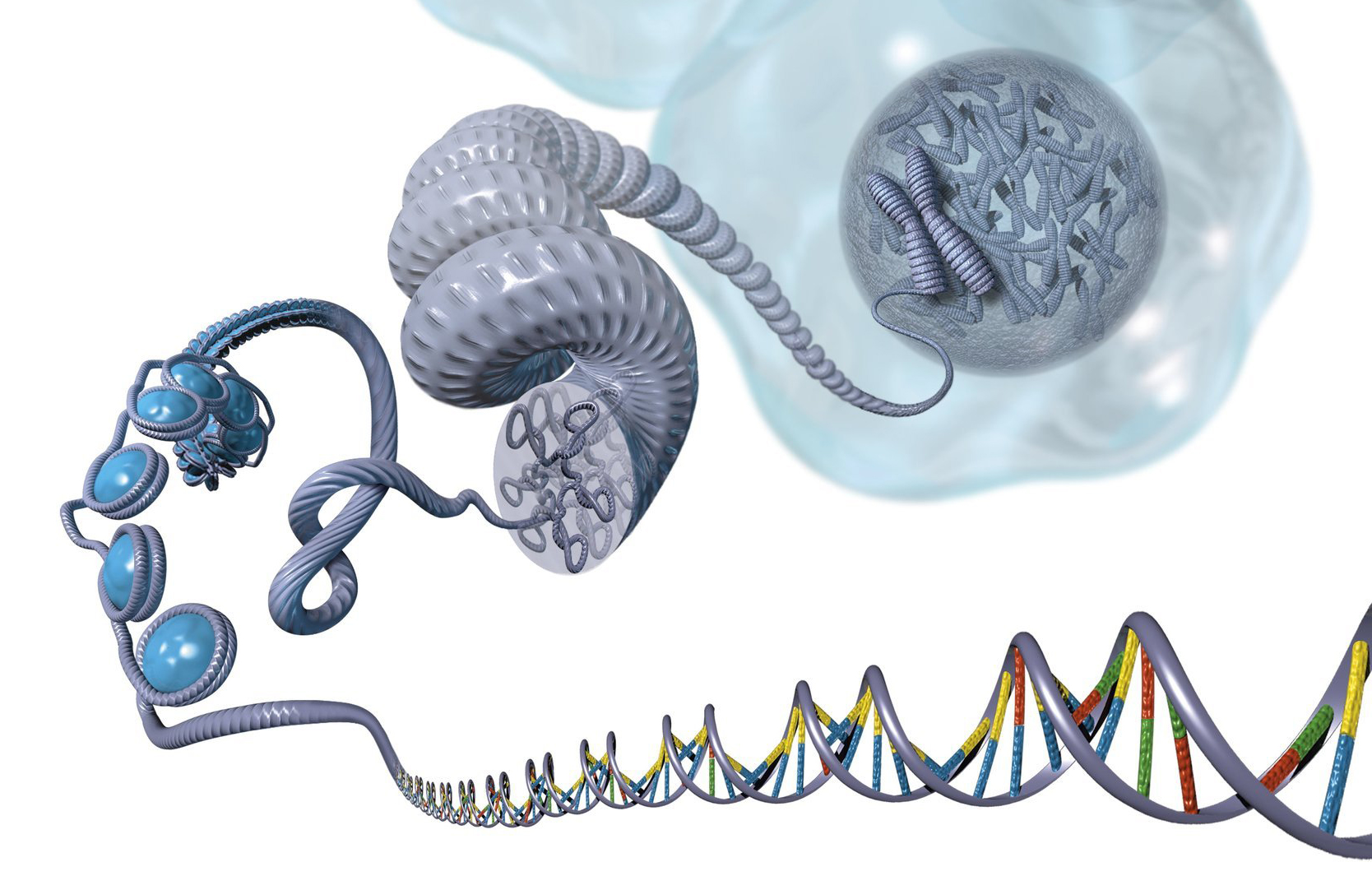 DNA i cellekjernen - Naturfag (SF) - NDLA