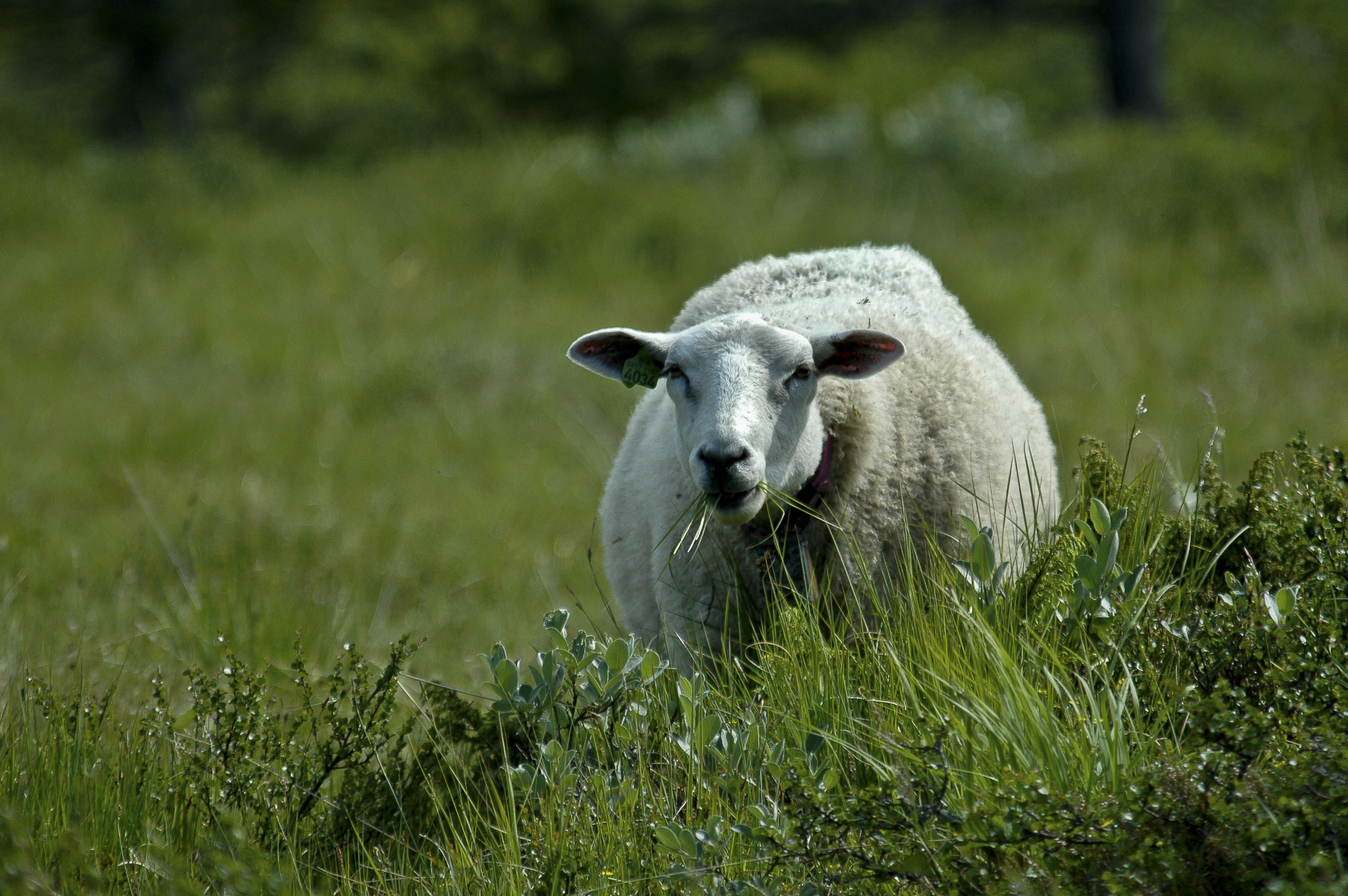 Sau: atferd, fôring og stell - Naturbasert produksjon og tjenesteyting ...