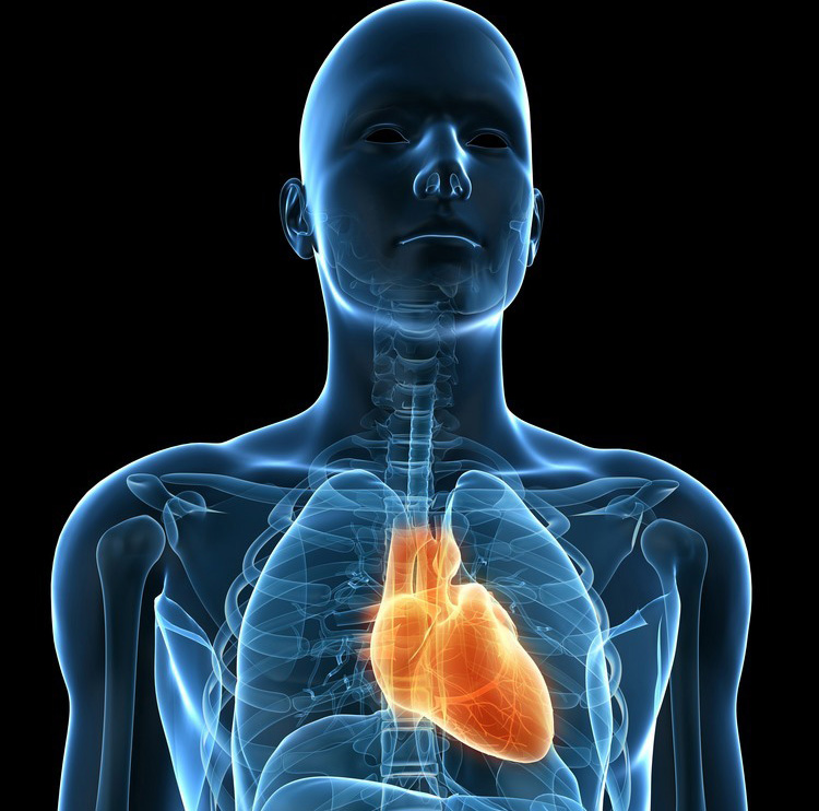 Hjertets oppbygning og funksjon - Biologi 1 - NDLA