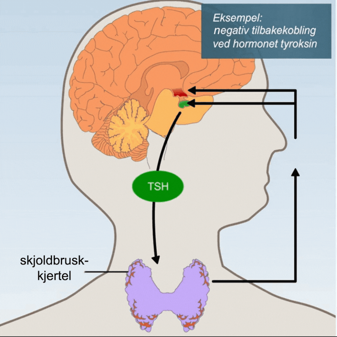 Regulering av hormonproduksjon - Biologi 1 - NDLA