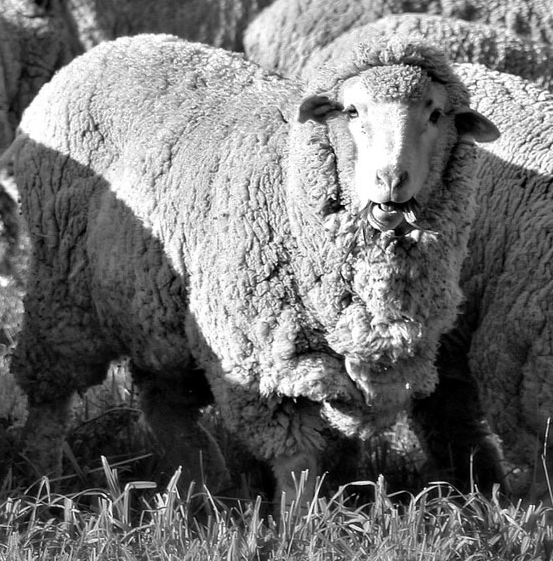 Saueraser i Norge - Naturbasert produksjon og tjenesteyting (NA-NAB vg1 ...