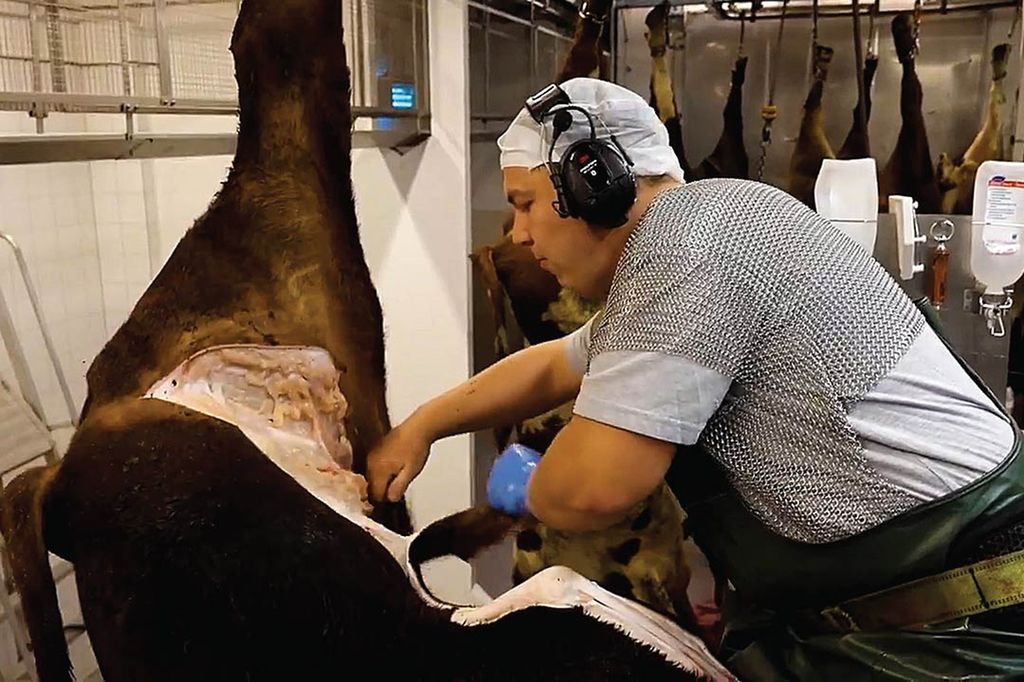 Slakter - Bransje og arbeidsliv (RM-RMF vg1) - NDLA