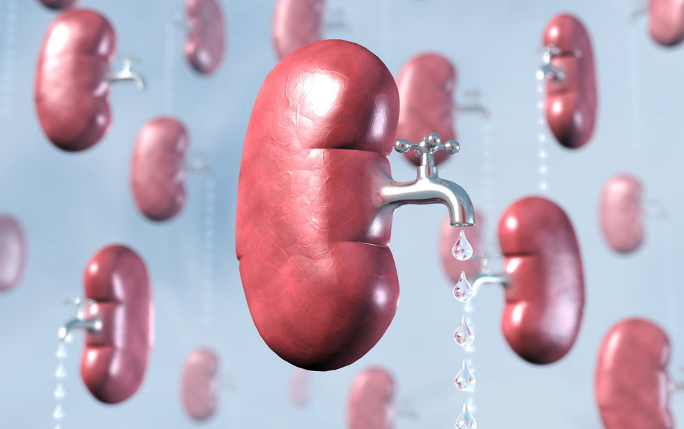 Urin – regulering, urinering og diagnostisering - Helsefremmende arbeid ...