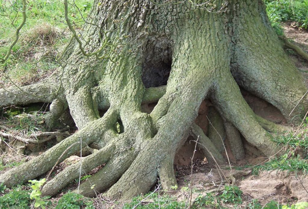 Undersøk digitale ordbøker - Norsk kort botid (SF vg1) - NDLA