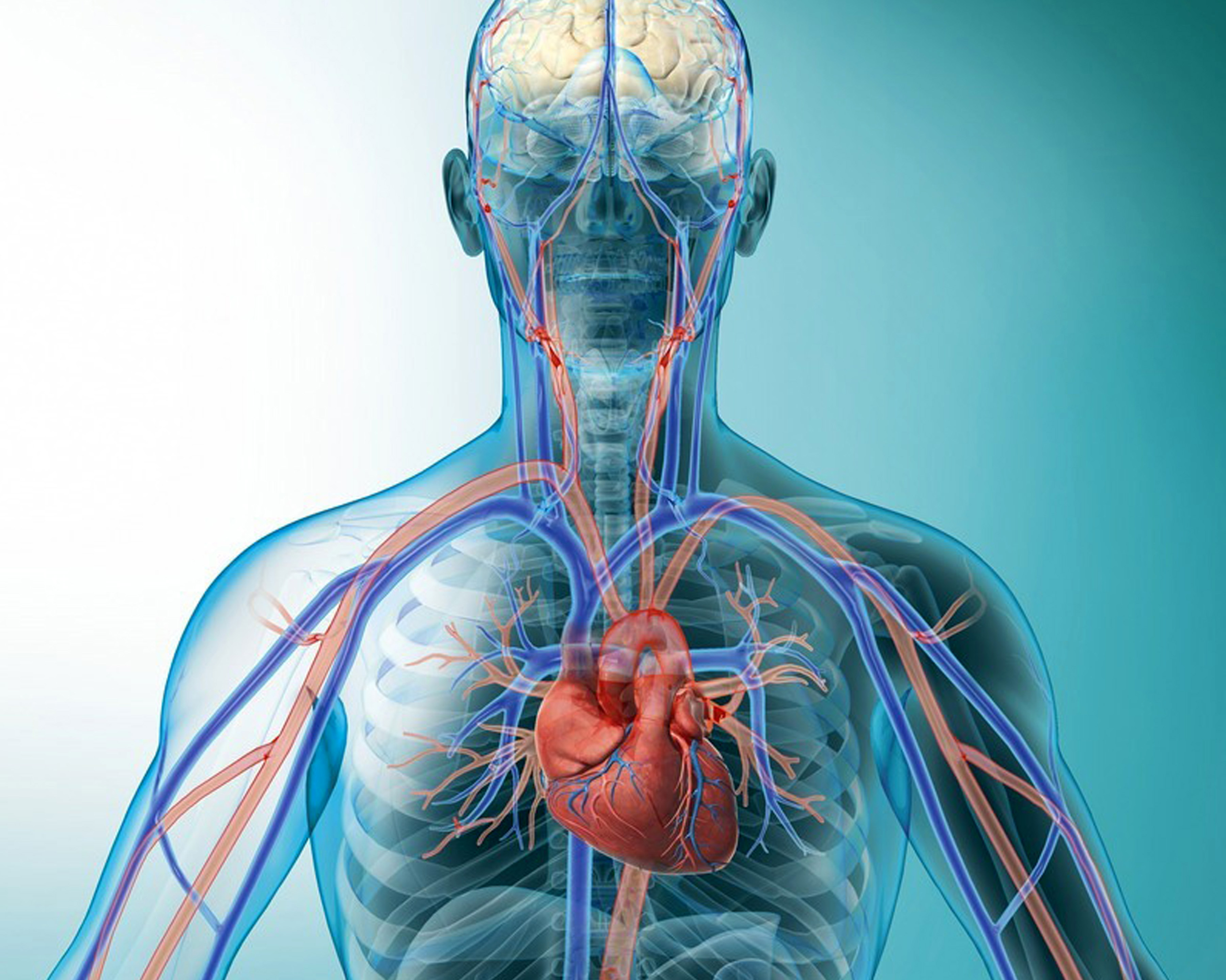 Sirkulasjonssystemet til mennesket - Biologi 1 - NDLA