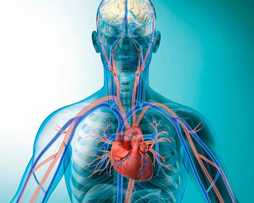 Sirkulasjon - Helsefremmende arbeid (HS-HSF vg1) - NDLA
