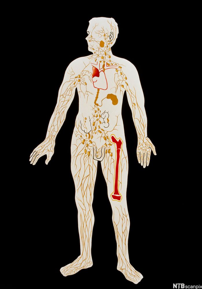Lymfesystemet - Helsefremmende arbeid (HS-HSF vg1) - NDLA