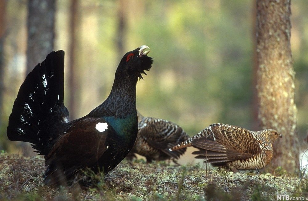 Tilpasninger til formering hos dyr - Biologi 1 - NDLA