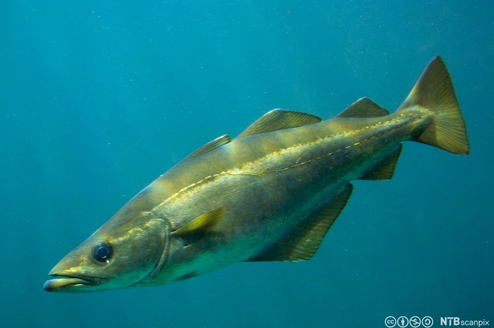 Lyr - Råvare, produksjon og kvalitet (RM-RMF vg1) - NDLA