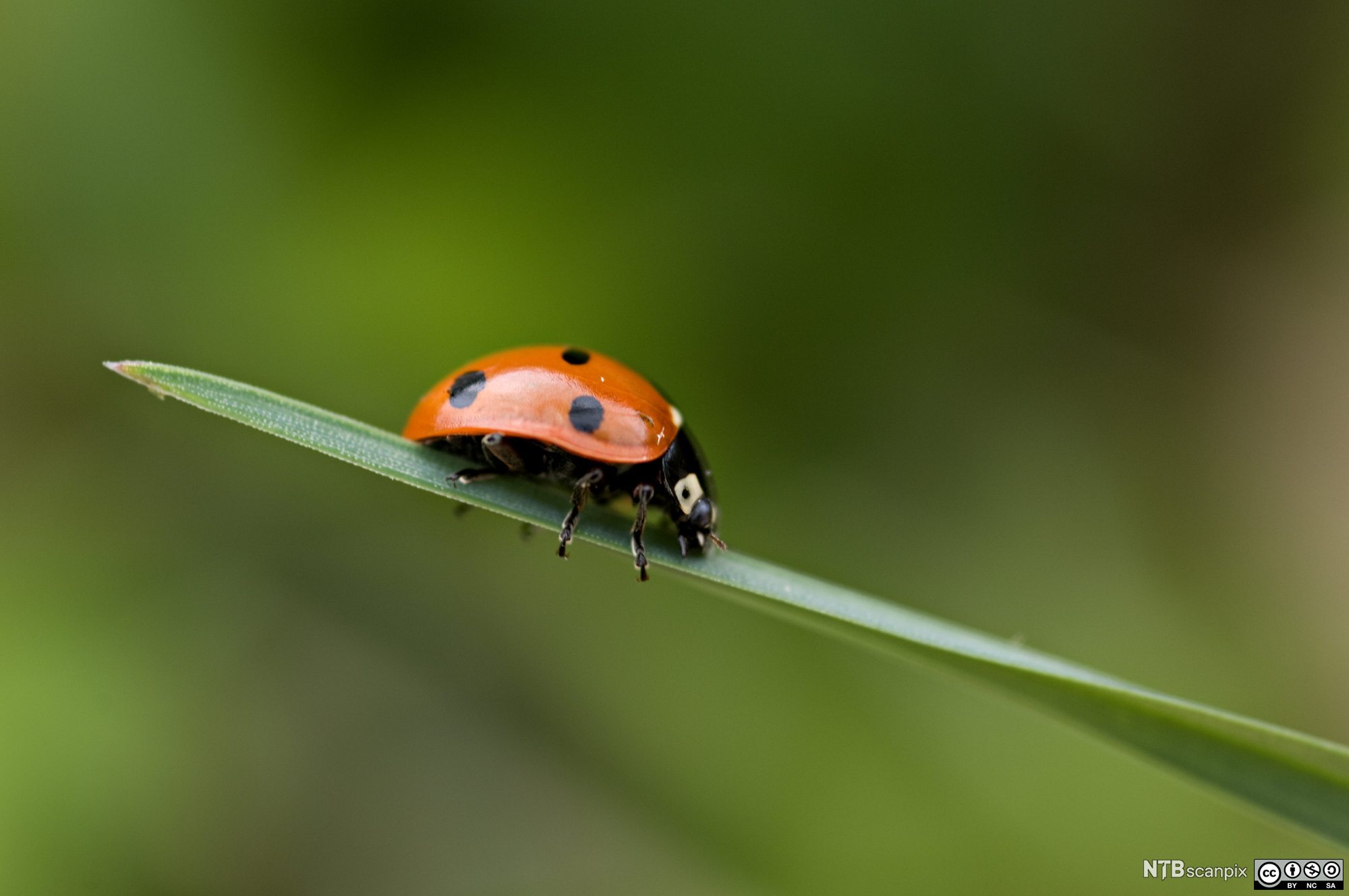 Språklige virkemidler - Norsk (SF vg1) - NDLA