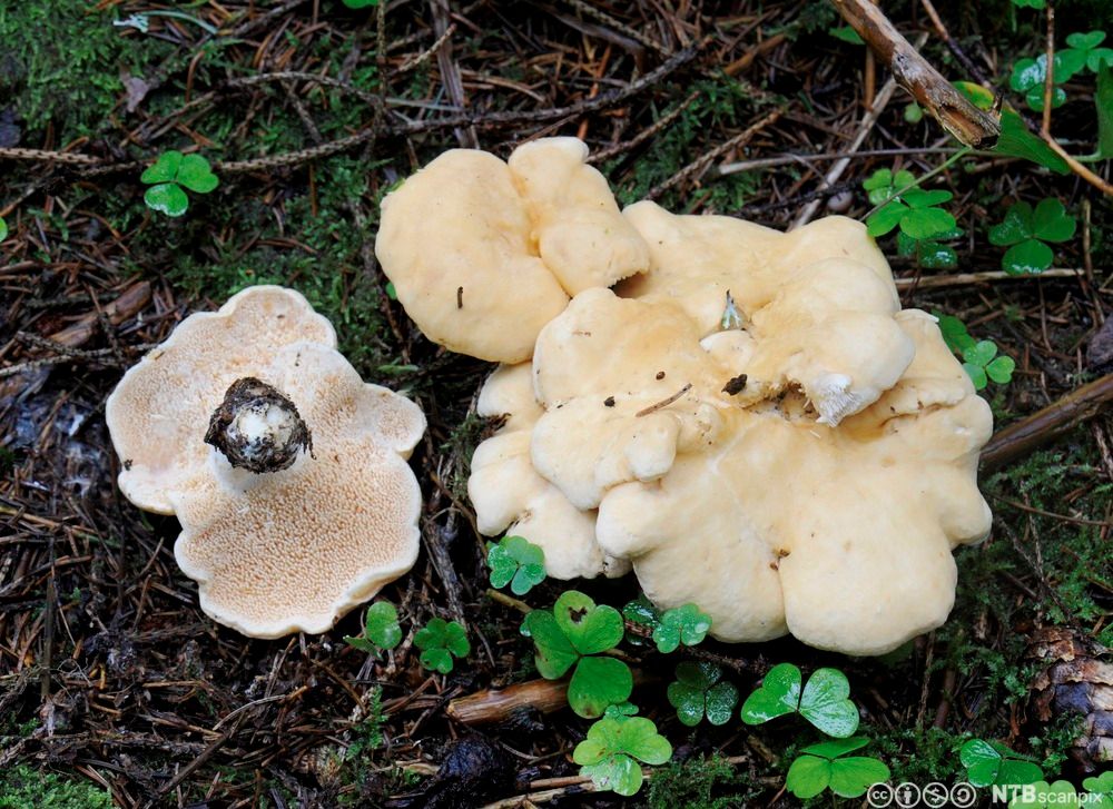 Sopp - Råvare, produksjon og kvalitet (RM-RMF vg1) - NDLA