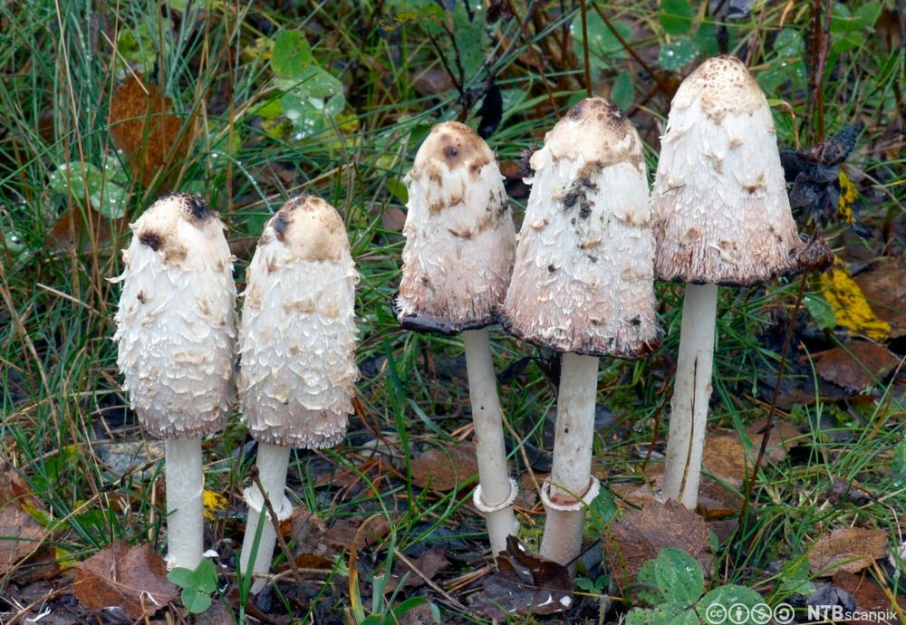 Sopp - Råvare, produksjon og kvalitet (RM-RMF vg1) - NDLA