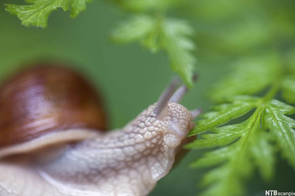 Tasks: The Snail-Watcher - English (Vocational) - NDLA