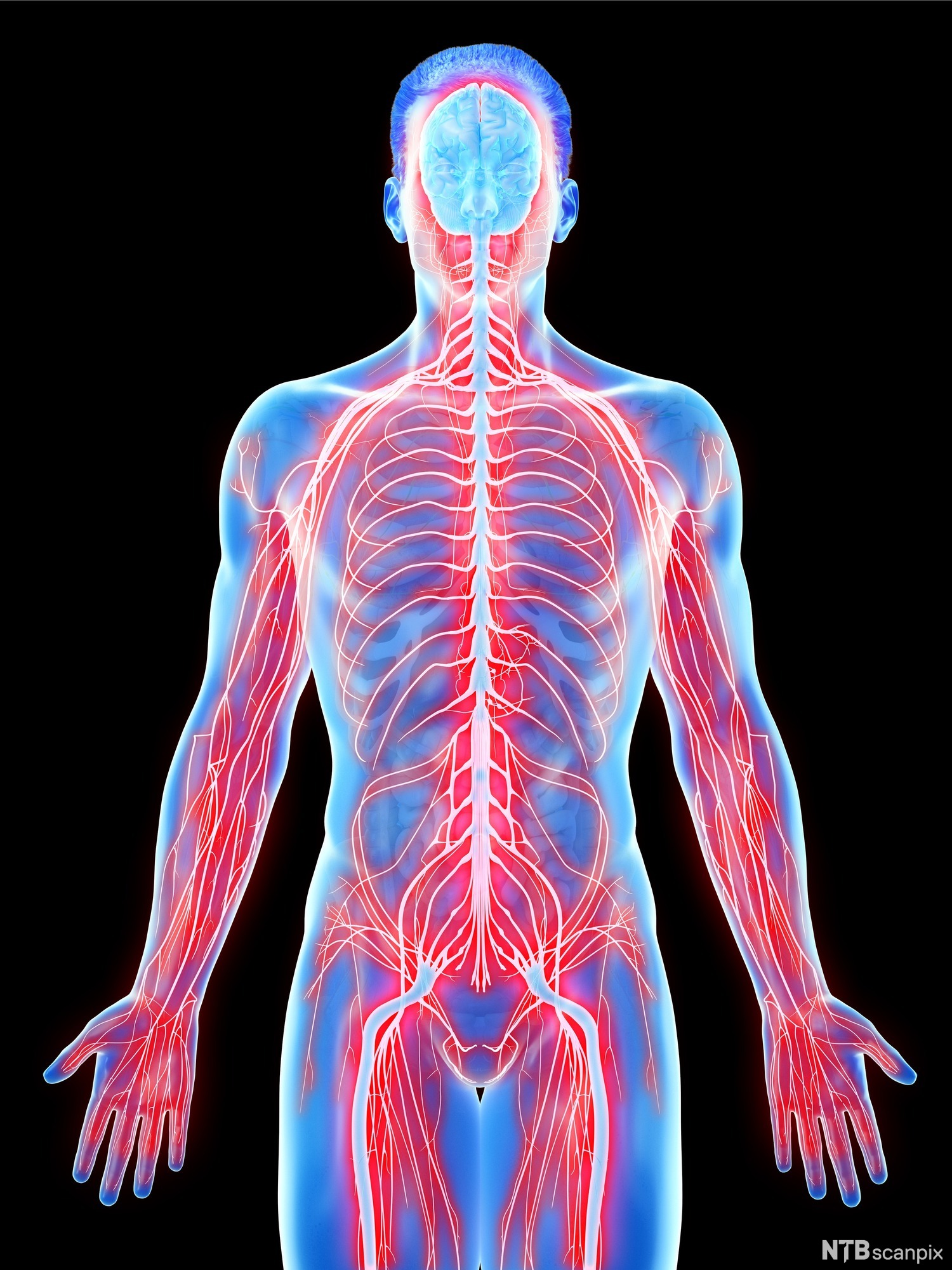 Nervesystemet - Helsefremmende arbeid (HS-HSF vg1) - NDLA