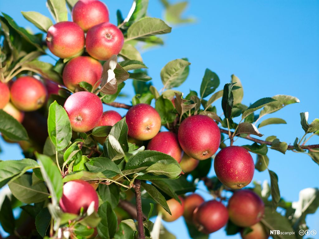 Tall, tallmengder og intervaller - Matematikk 1T - NDLA